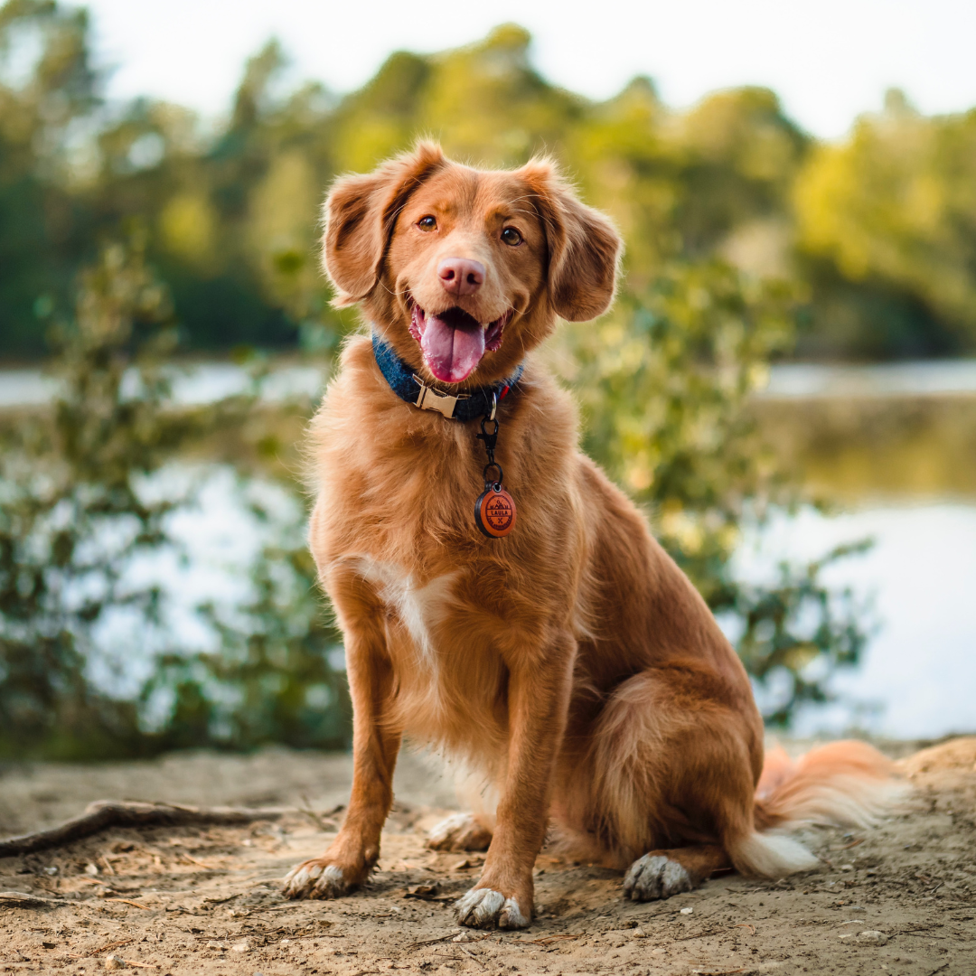 Privacy Policy | Prunedale Veterinary Services