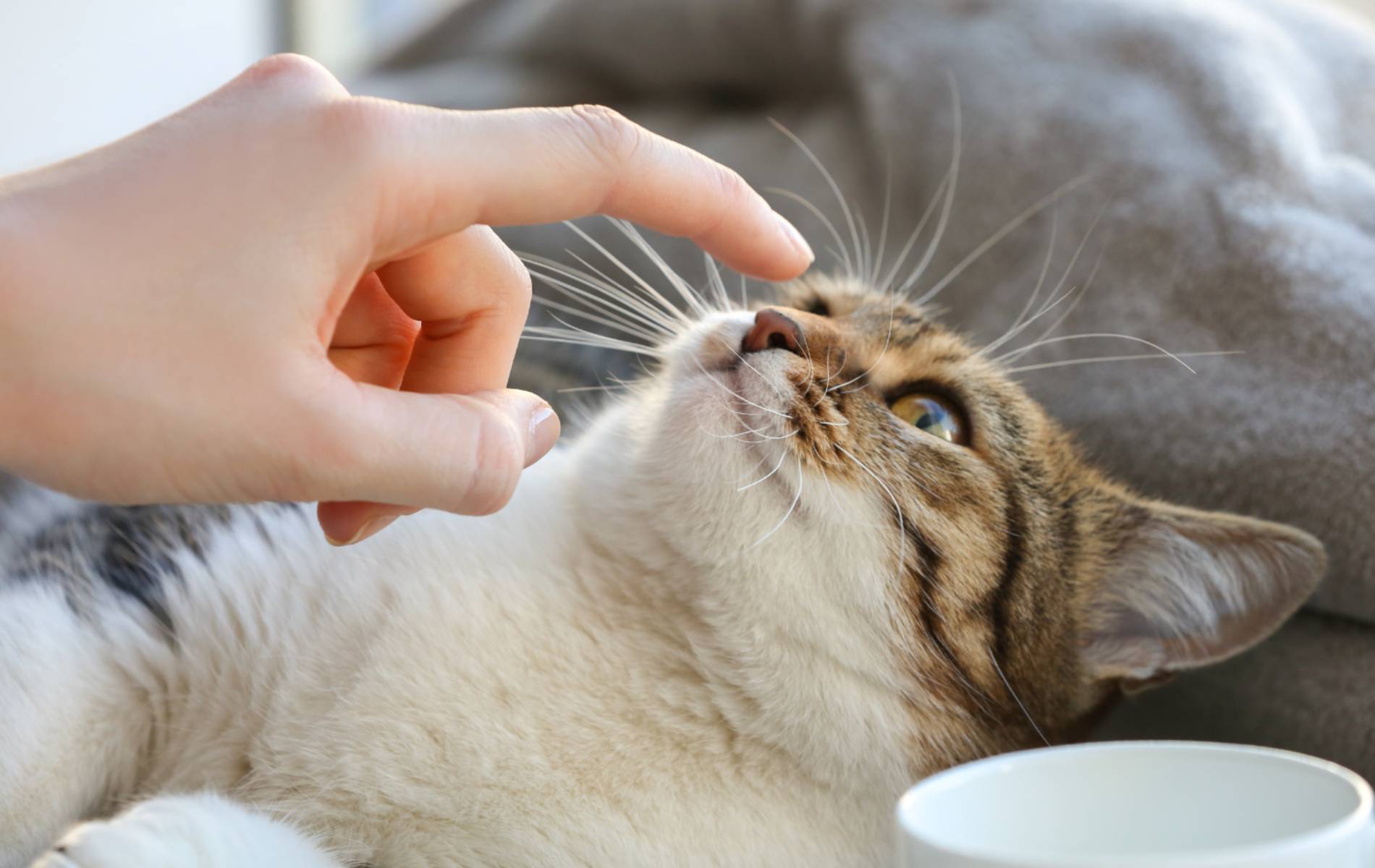 New Client Form | Prunedale Veterinary Services